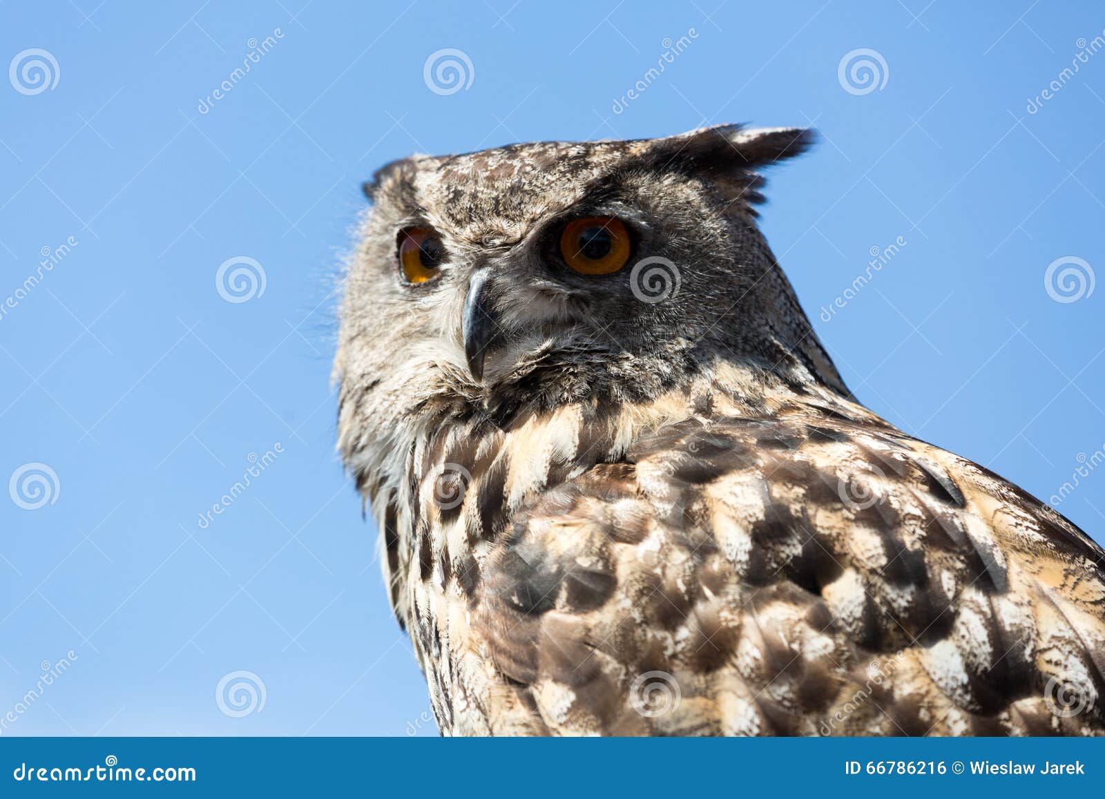 Owl - Bird from the Order Strigiformes Stock Photo - Image of creature ...