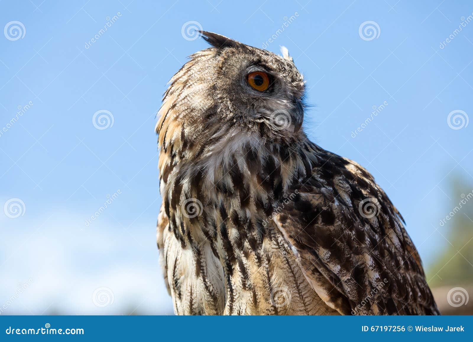 Owl stock photo. Image of creamy, creature, hawk, hunter - 67197256