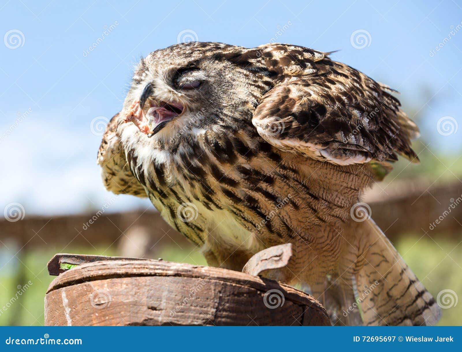 Owl - Bird from the Order Strigiformes Stock Image - Image of beak ...