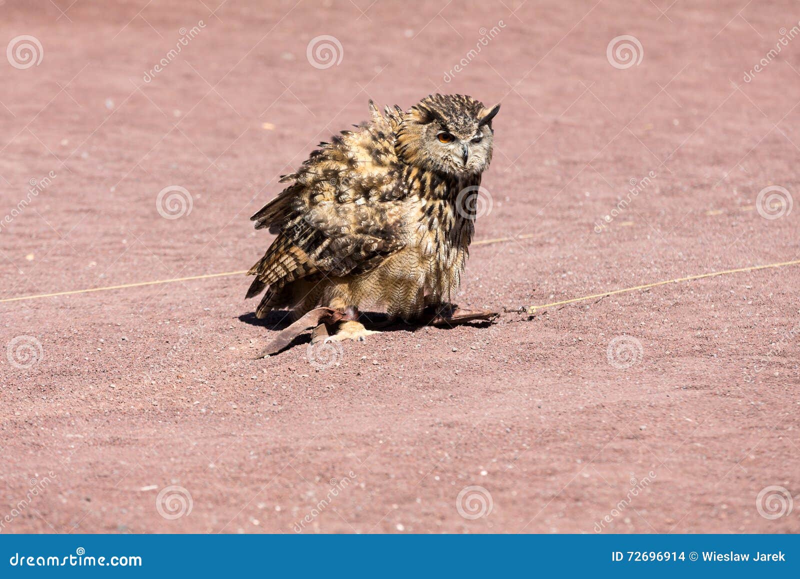 Owl - Bird from the Order Strigiformes Stock Photo - Image of plumage ...
