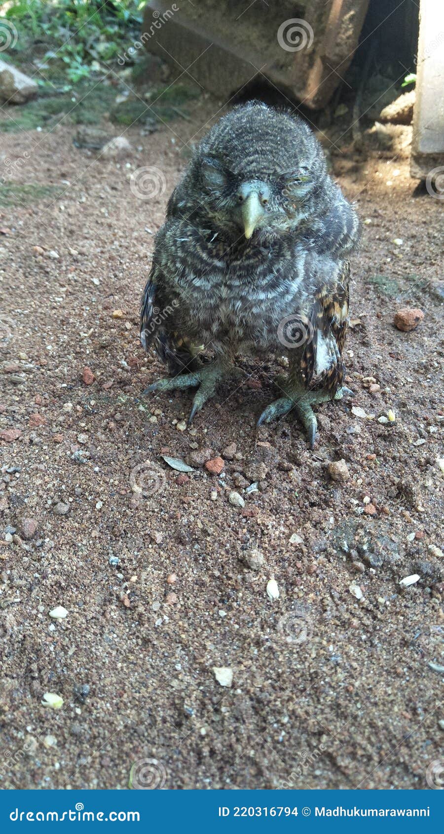 Owl Bird in the Sick Situation , Stock Photo - Image of sick, situation ...