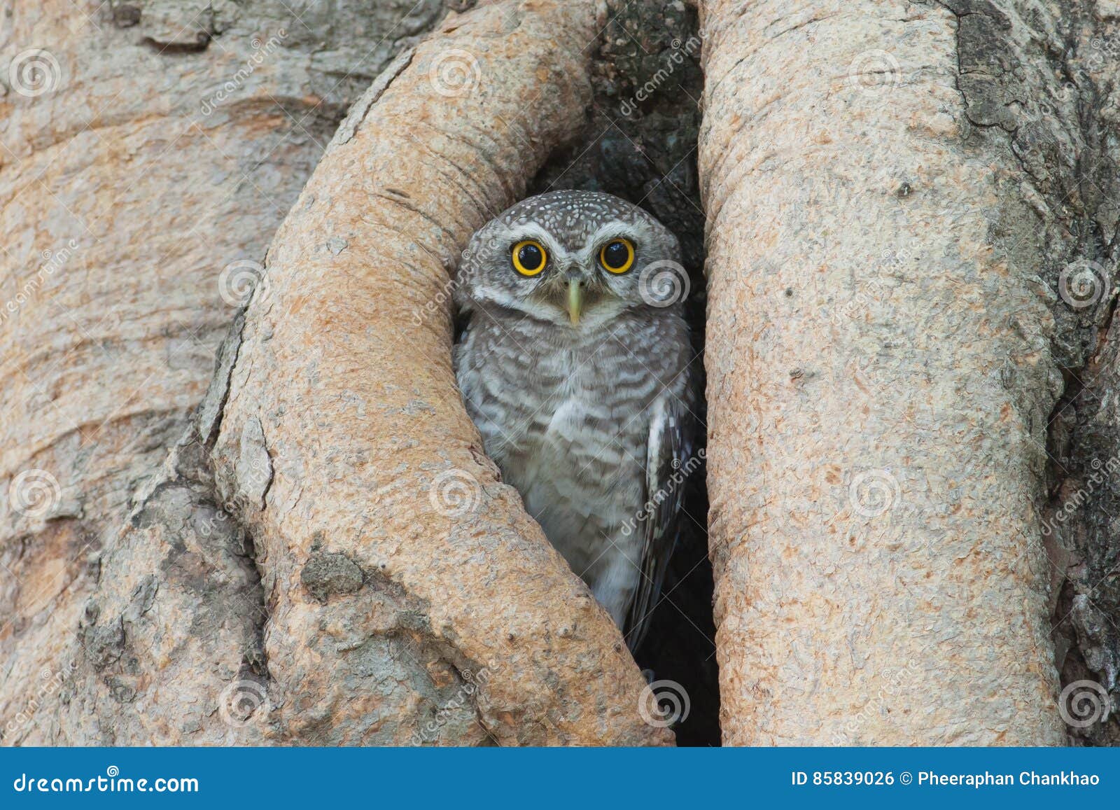 Owl bird in tree hollow stock photo. Image of wing, leaf - 85839026
