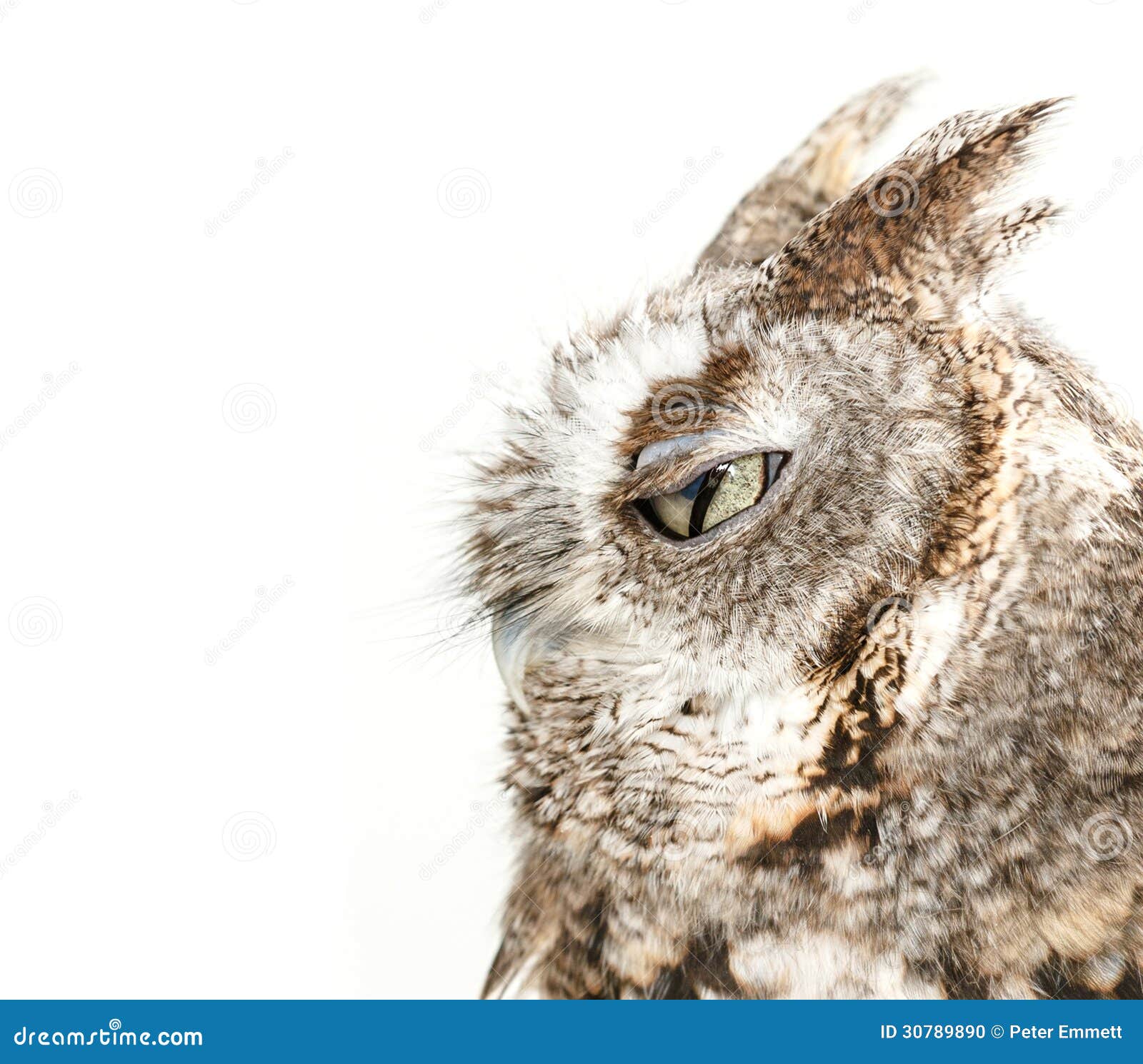 Owl Blinking on White Background Stock Photo - Image of wildlife, head ...