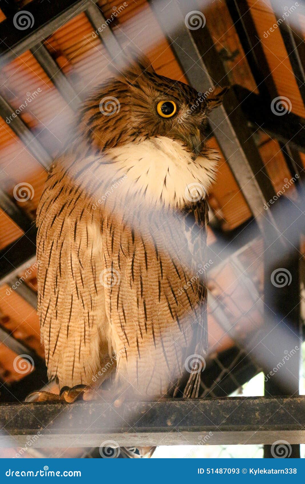 Owl stock image. Image of locked, animal, thailand, lock - 51487093