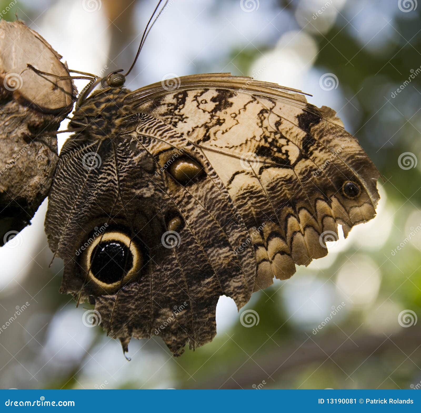 Owl butterfly stock image. Image of nature, camouflage - 13190081