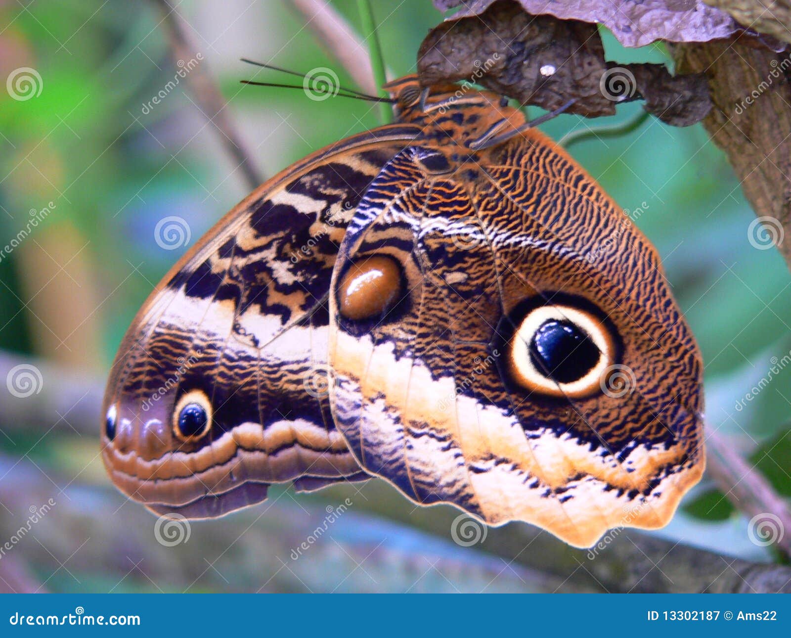 Owl butterfly stock image. Image of fragility, beautiful - 13302187