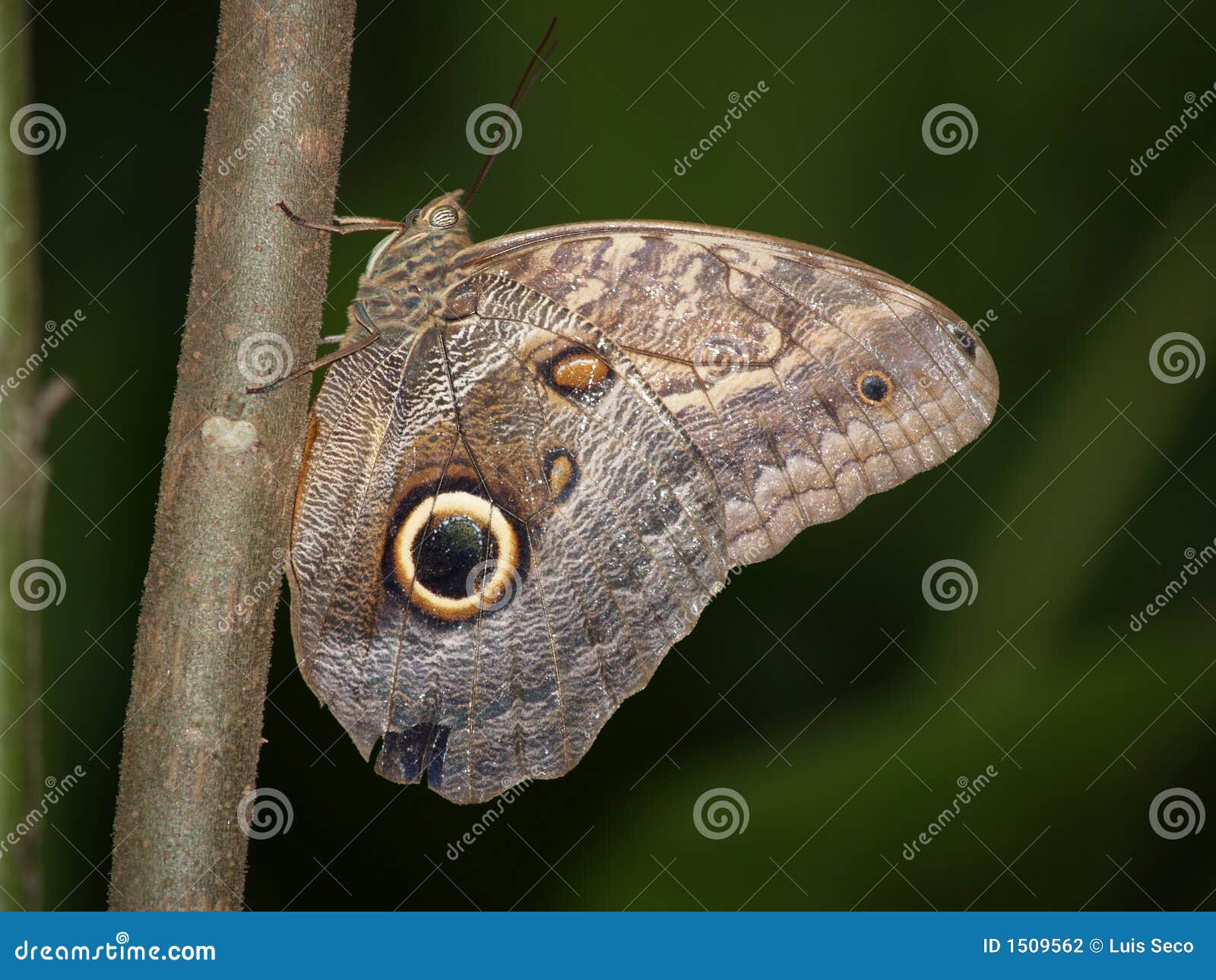 Owl Butterfly stock photo. Image of leaves, forest, wildlife - 1509562
