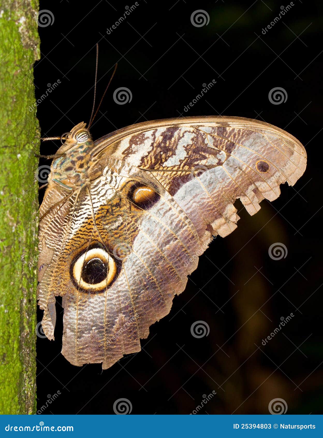 Owl butterfly stock image. Image of wings, nature, amazon - 25394803