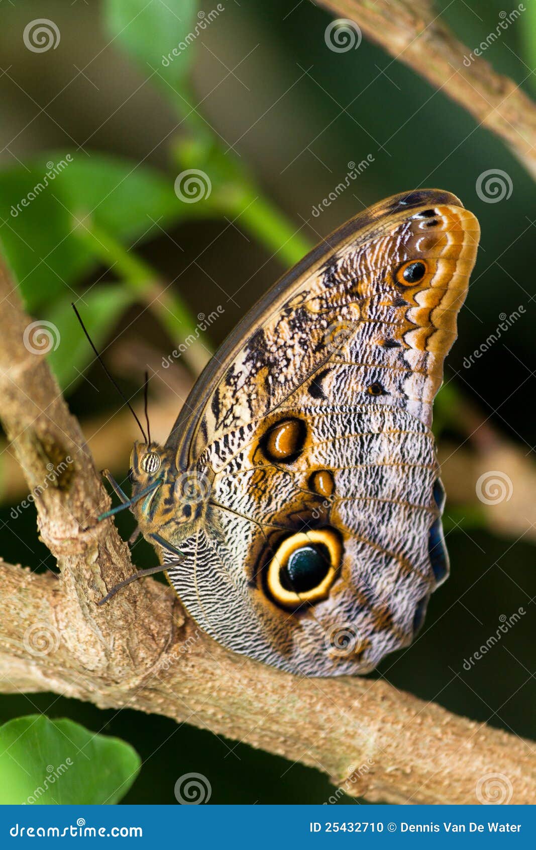 Owl butterfly stock photo. Image of caligo, color, lepidoptera - 25432710