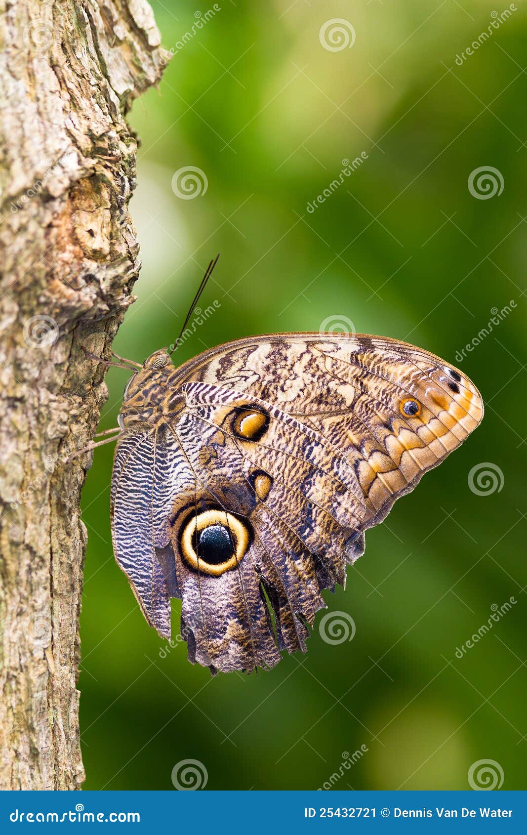 Owl butterfly stock image. Image of closeup, lepidoptera - 25432721
