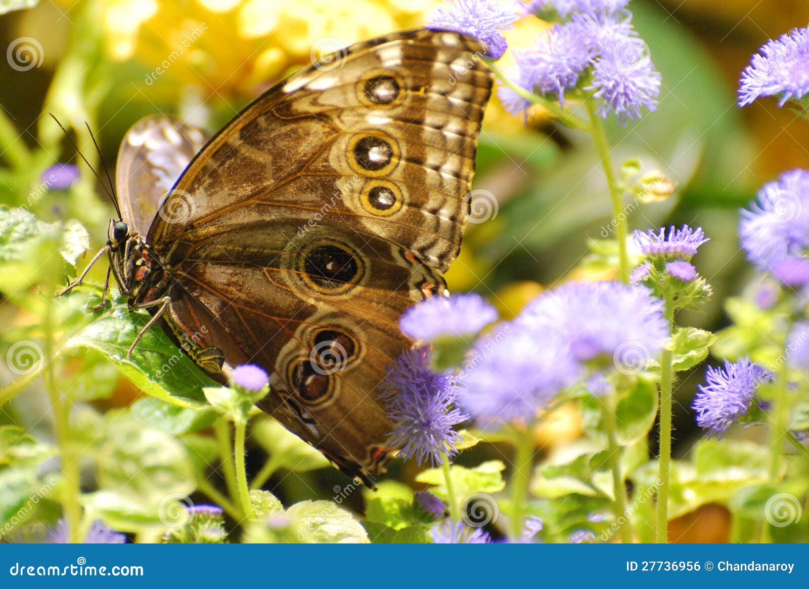 Owl butterfly stock photo. Image of caligo, family, form - 27736956