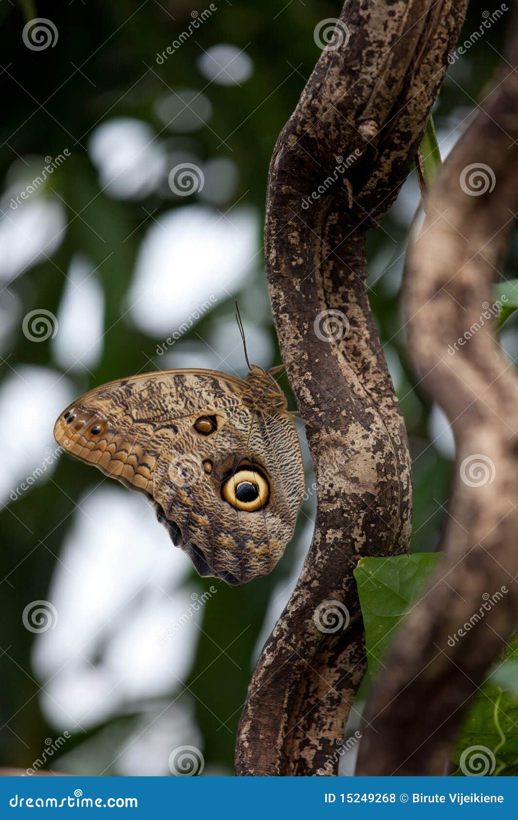 Owl butterfly (Caligo) stock photo. Image of tropical - 15249268