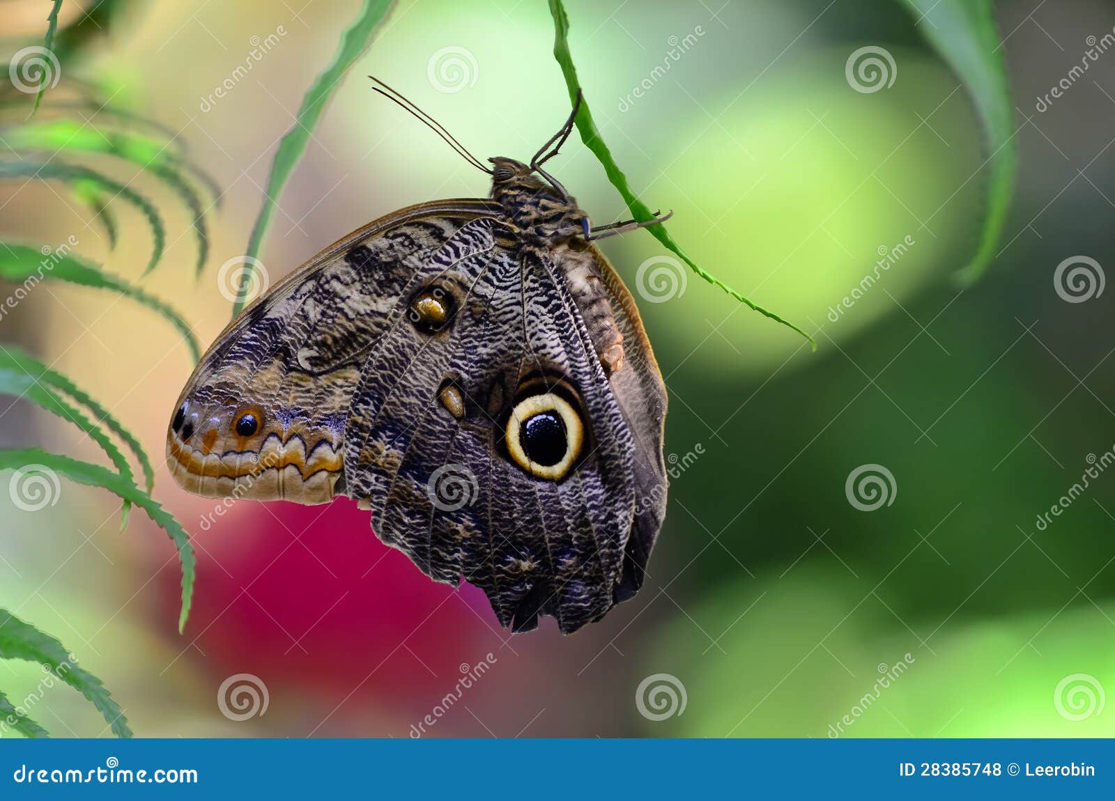 Owl butterfly (Caligo) stock photo. Image of green, closeup - 28385748