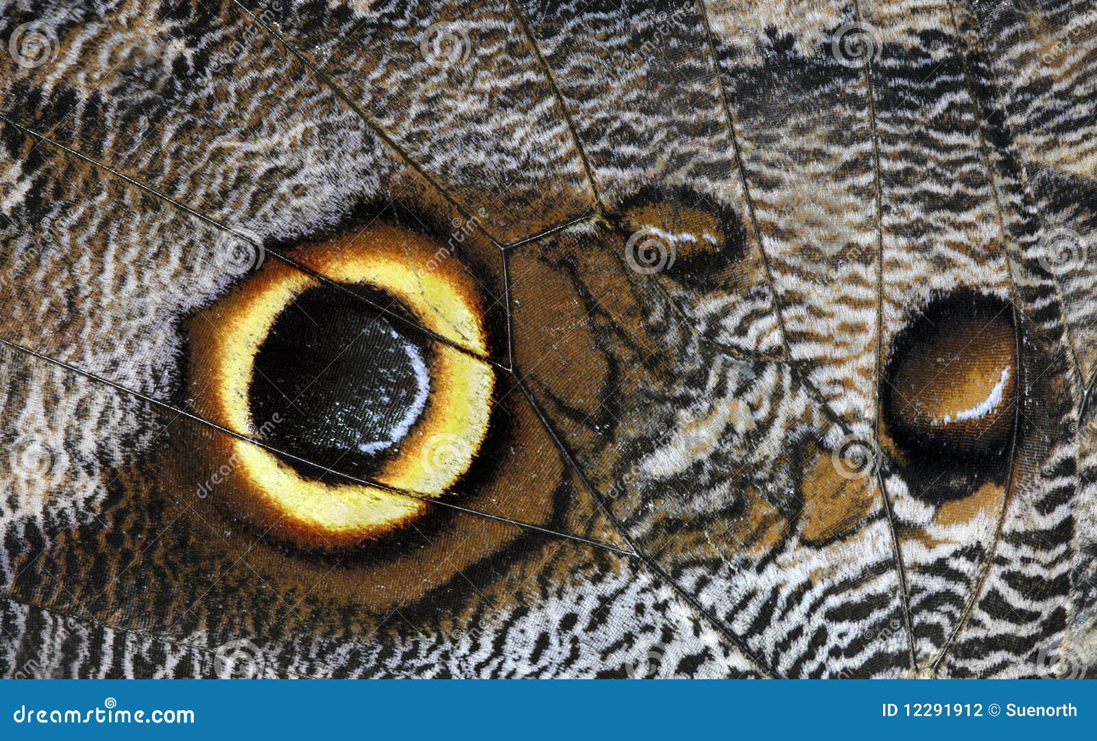 Owl Butterfly Caligo Beltrao Stock Photo - Image of blue, colour: 12291912