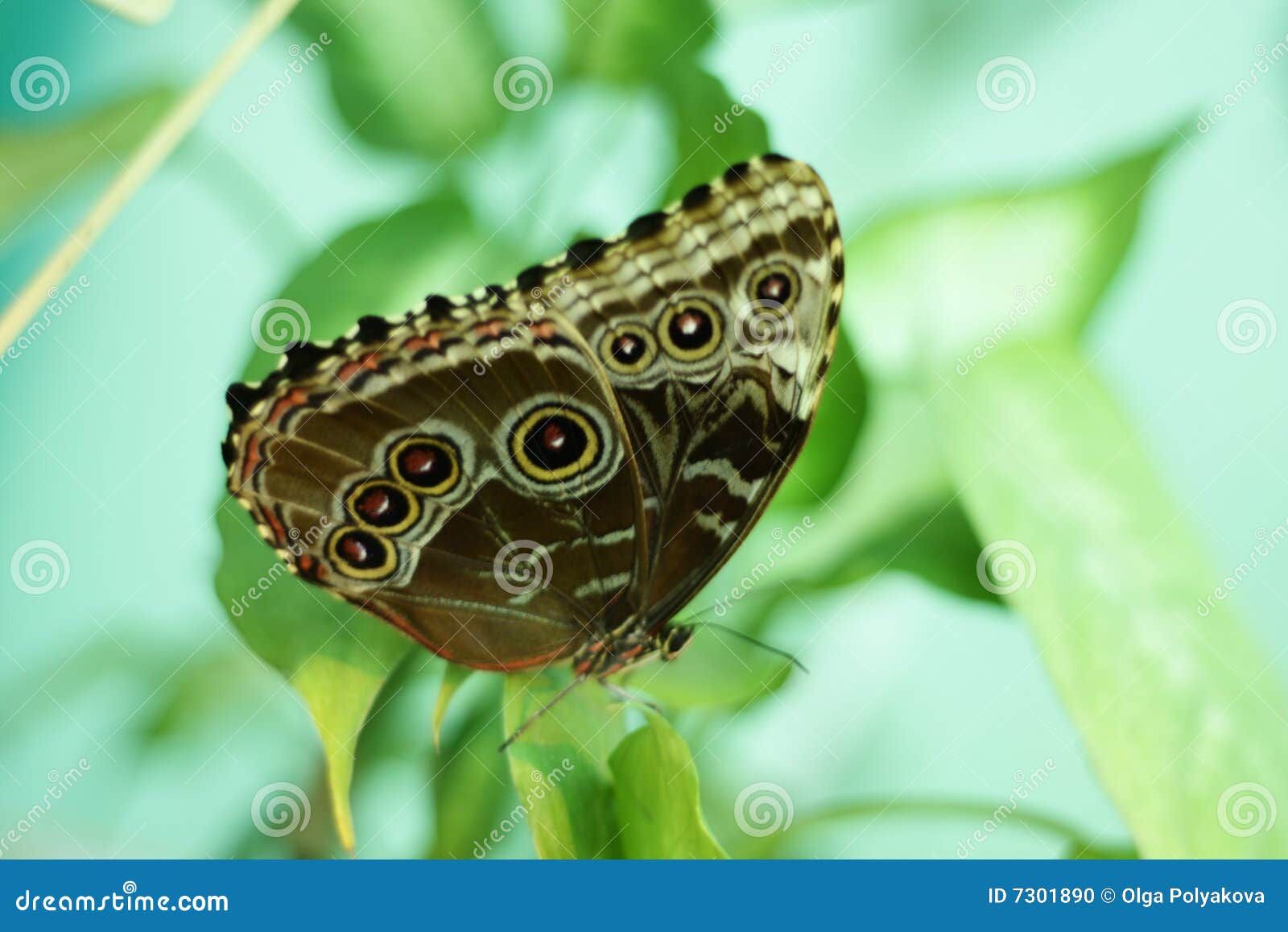 Owl Butterfly, Caligo Memnon Stock Photo - Image of tropical, wings ...