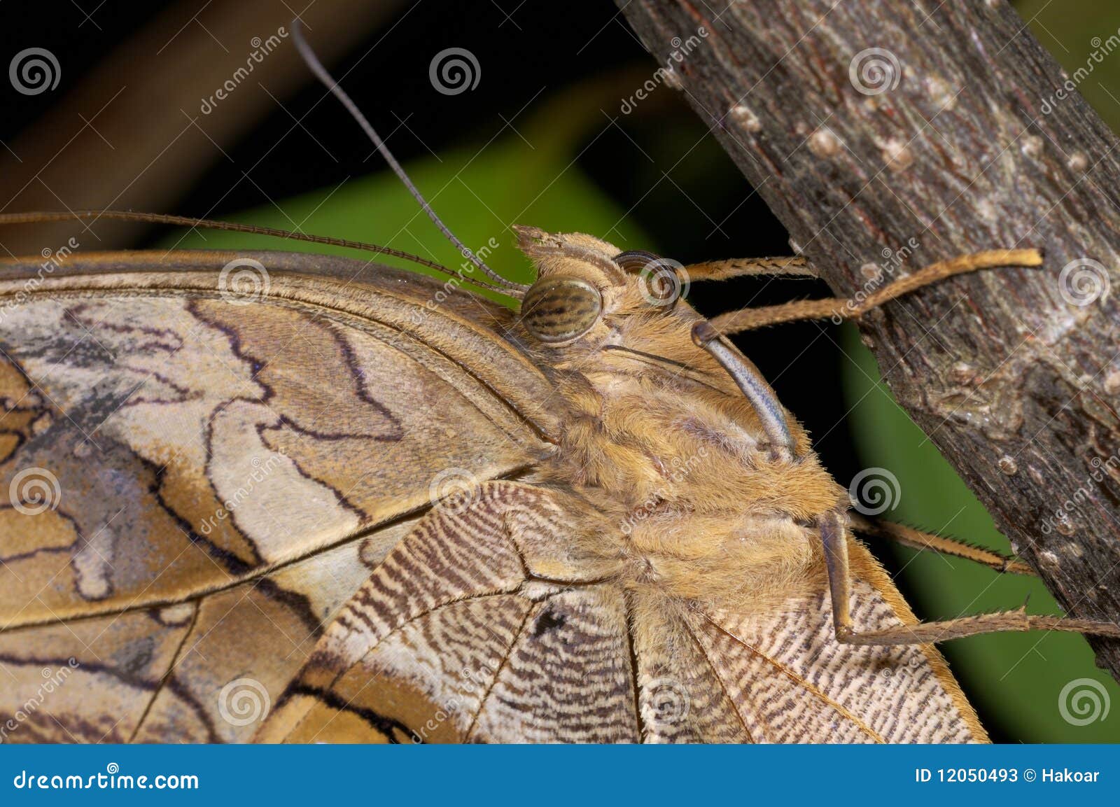 Eryphanis Stock Photos - Free & Royalty-Free Stock Photos from Dreamstime