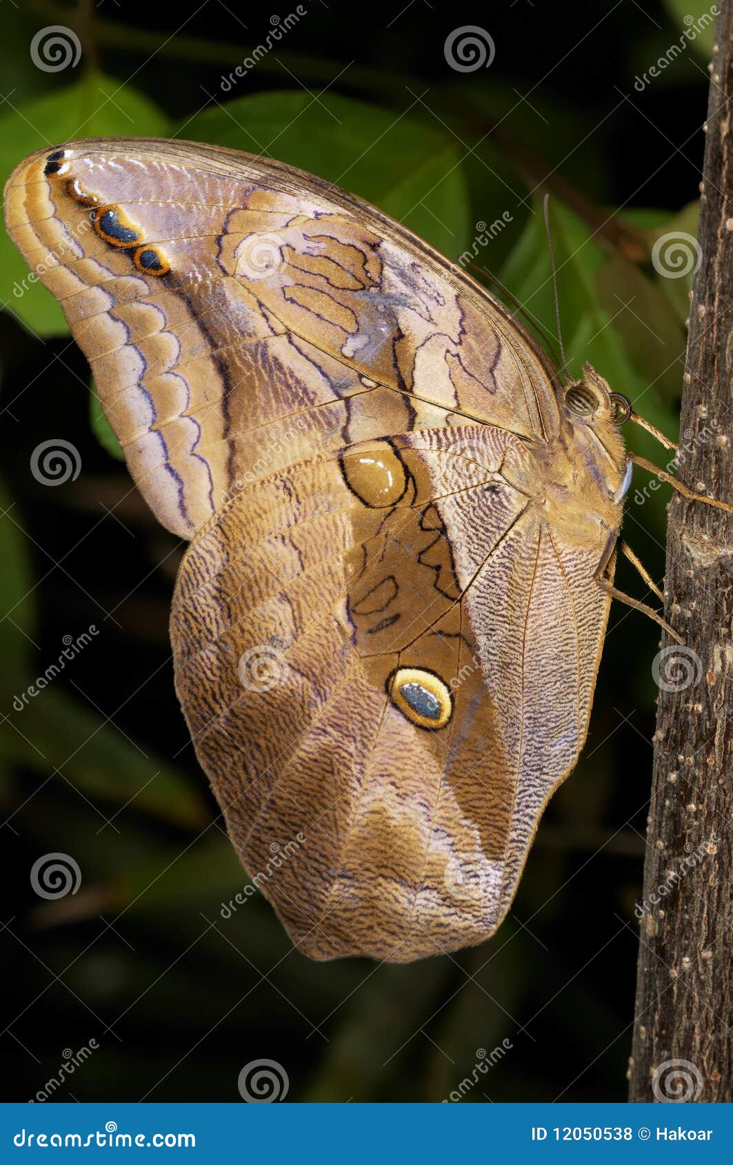 Owl Butterfly, Eryphanis Polyxena Stock Photo - Image of face, cute ...