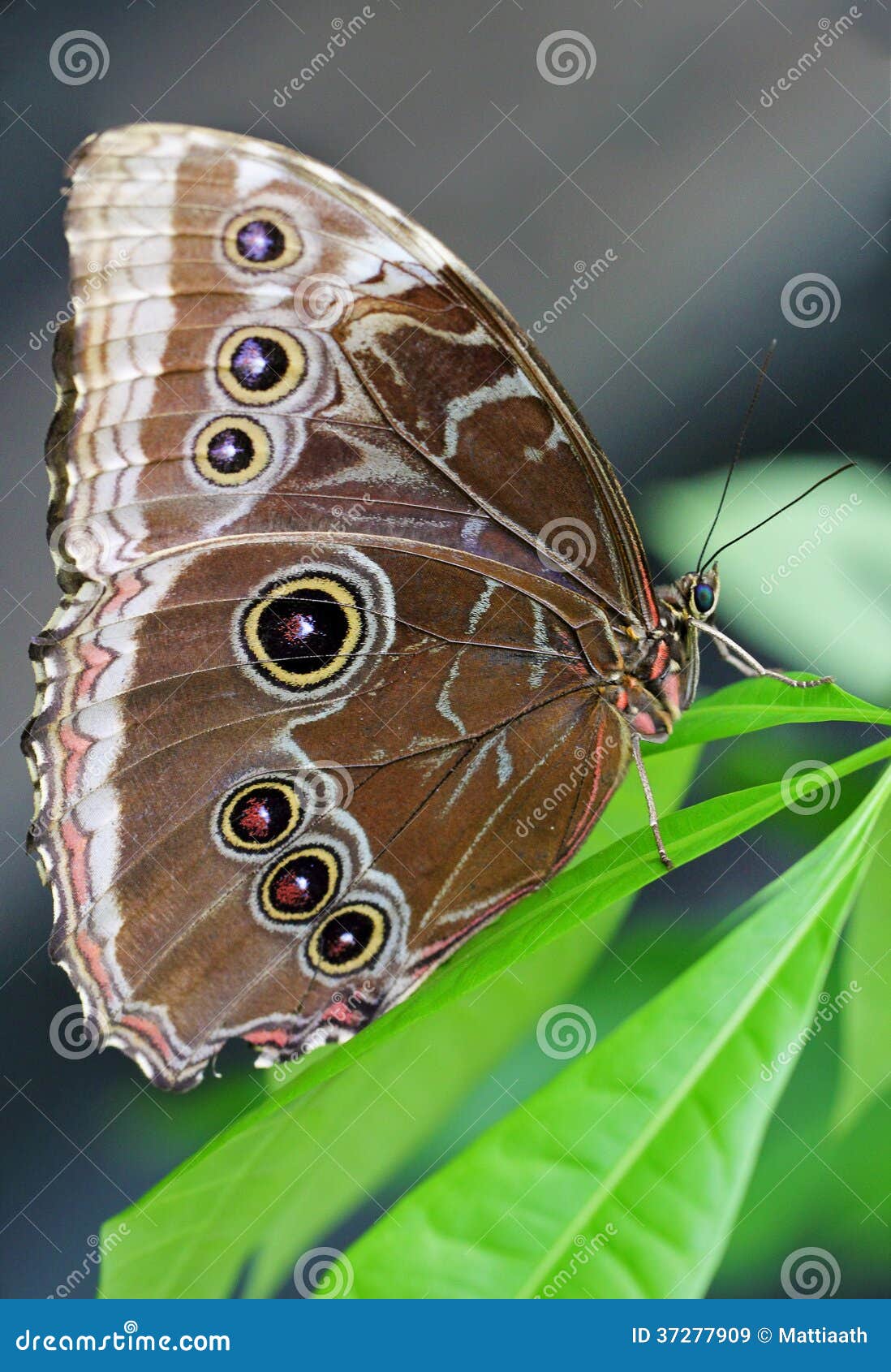 Owl Butterfly on a leaf stock image. Image of macro, memnon - 37277909