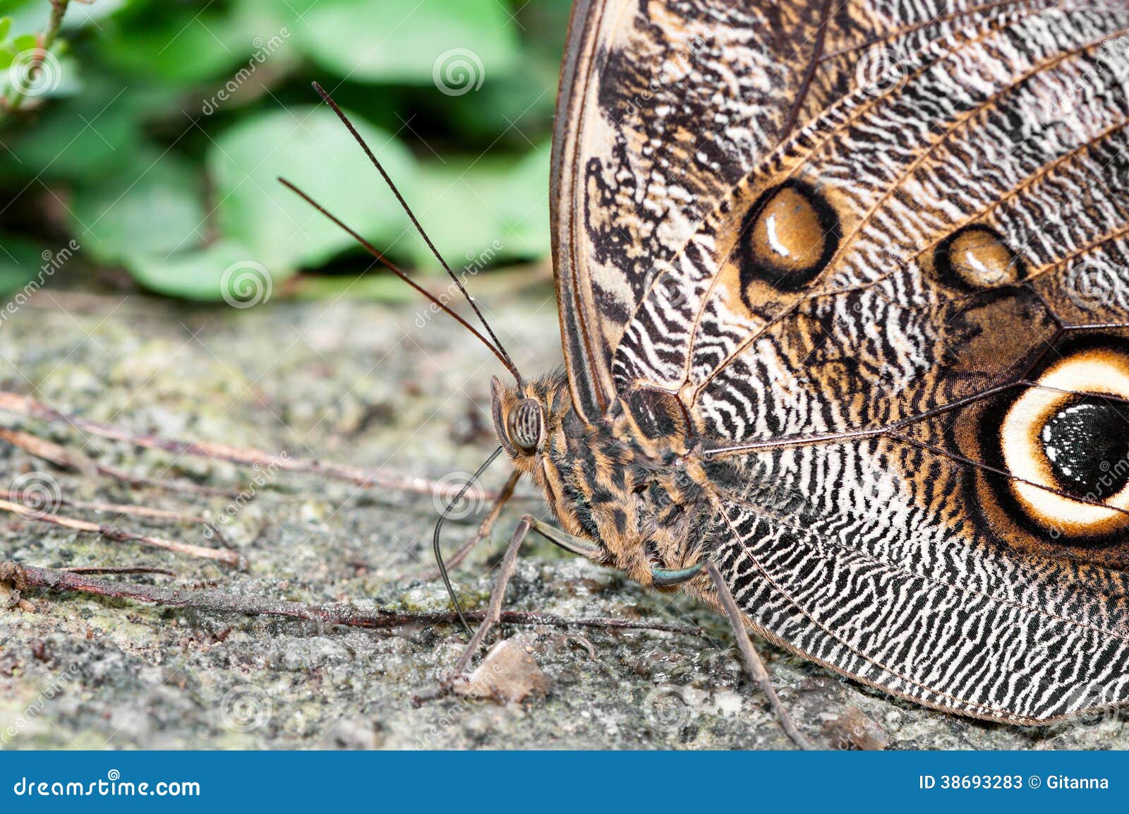 Owl butterfly stock image. Image of caligo, colors, yellow - 38693283