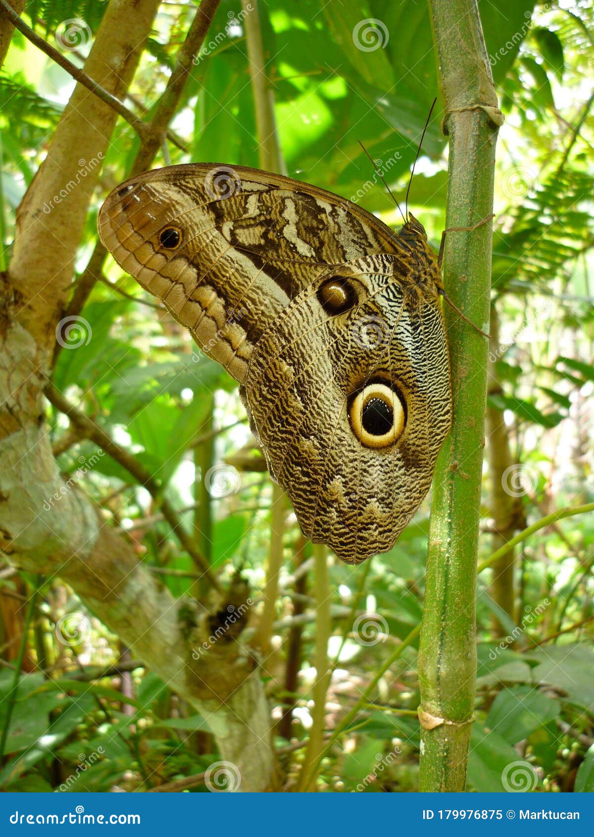 An Owl Butterfly at the Pilipintuwasi Butterfly Centre in Iquitos, in ...