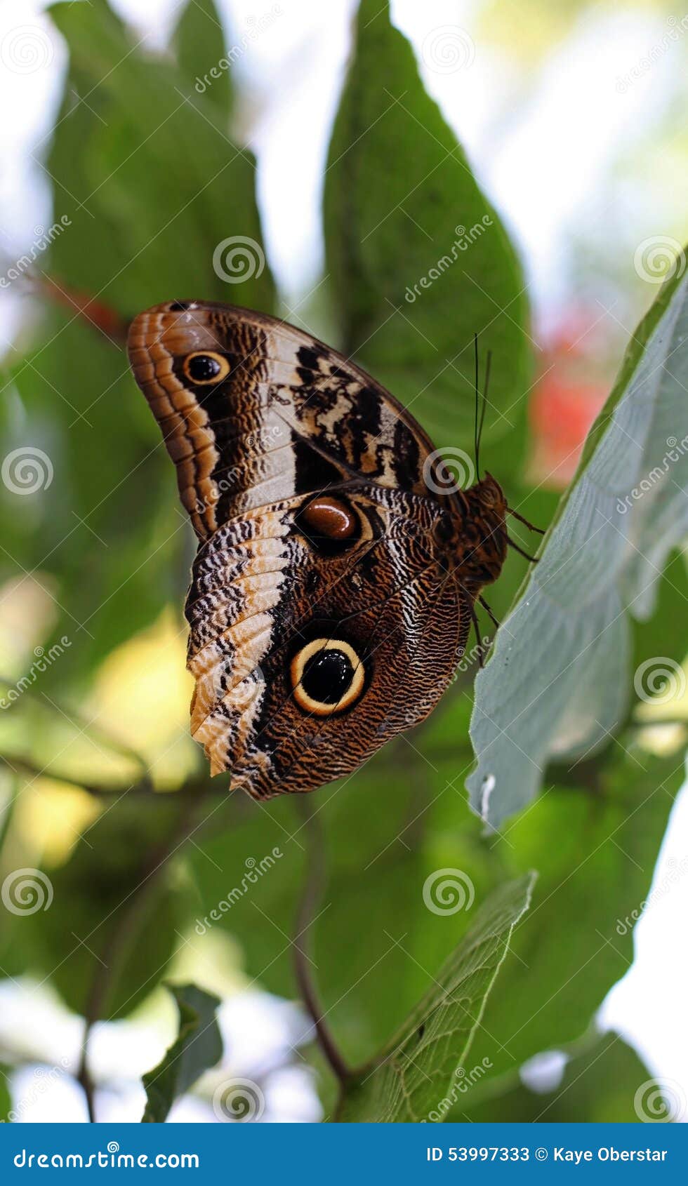 Butterfly Phylum: Arthropoda Order: Lepidoptera; Linnaeus, 1758 ...