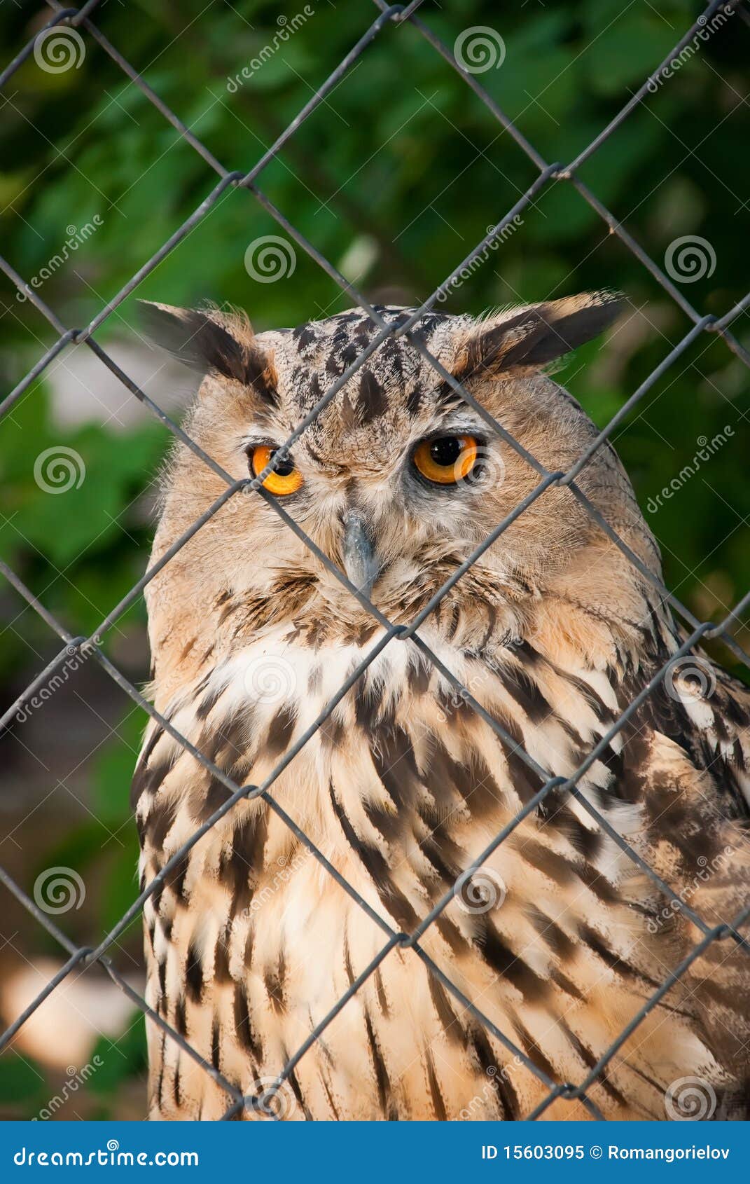 Owl in a cage stock image. Image of yellow, bird, indumentum - 15603095