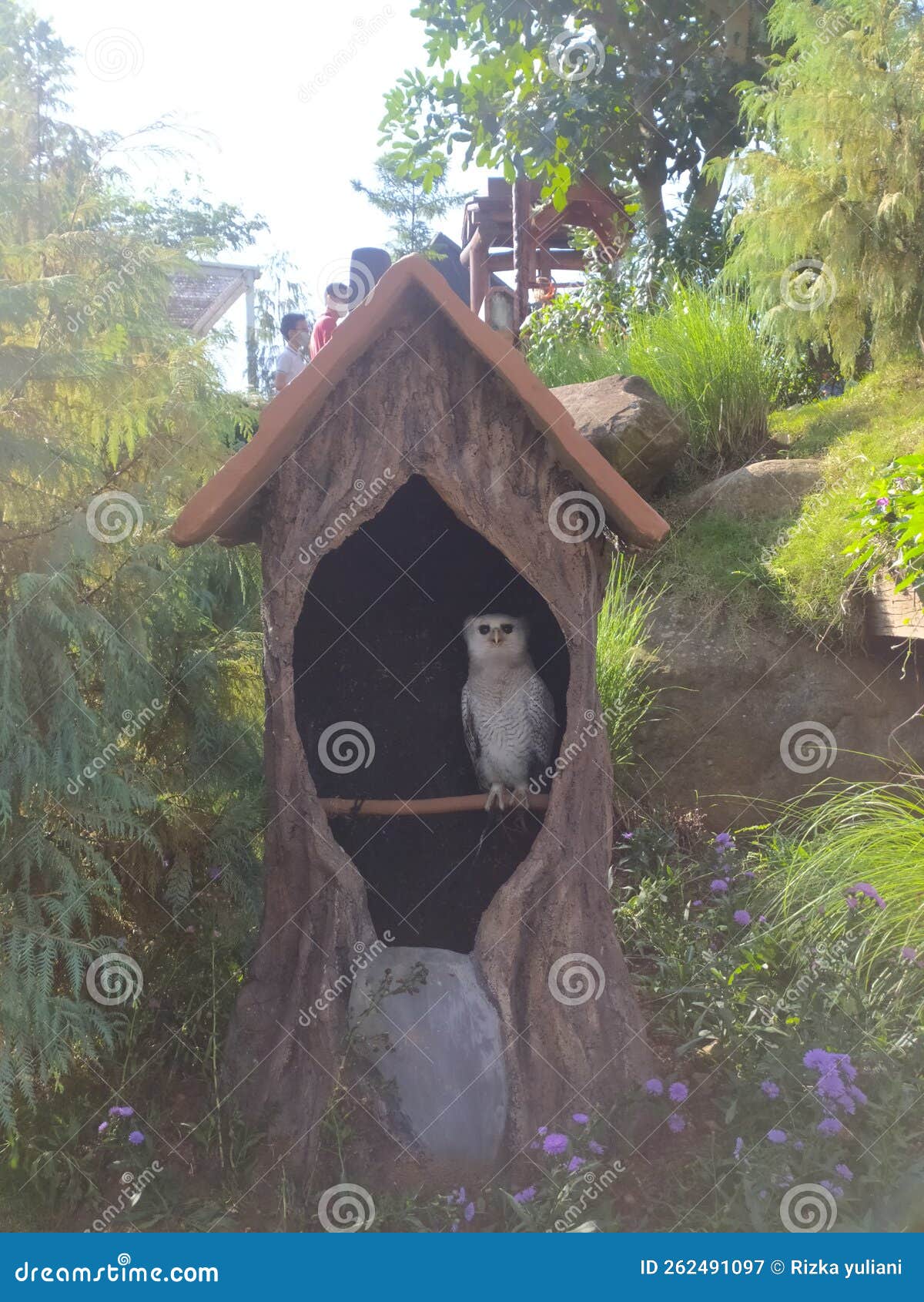 Owl in a cage stock image. Image of bird, carnivore - 262491097