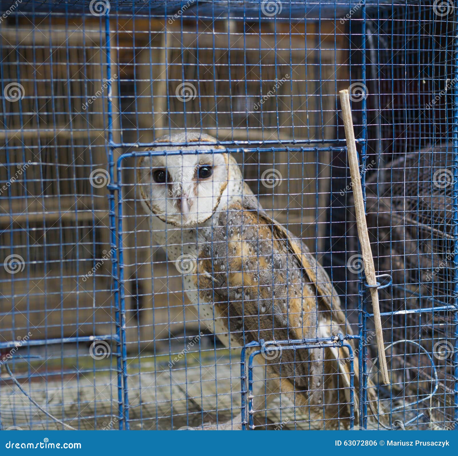 An owl is in the cage. stock photo. Image of round, fauna - 63072806