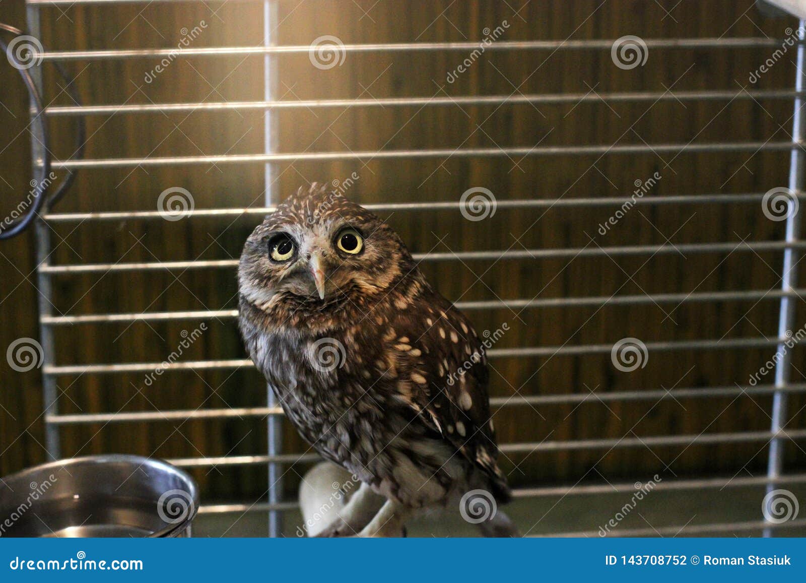 Owl in a cage stock photo. Image of natural, forest - 143708752