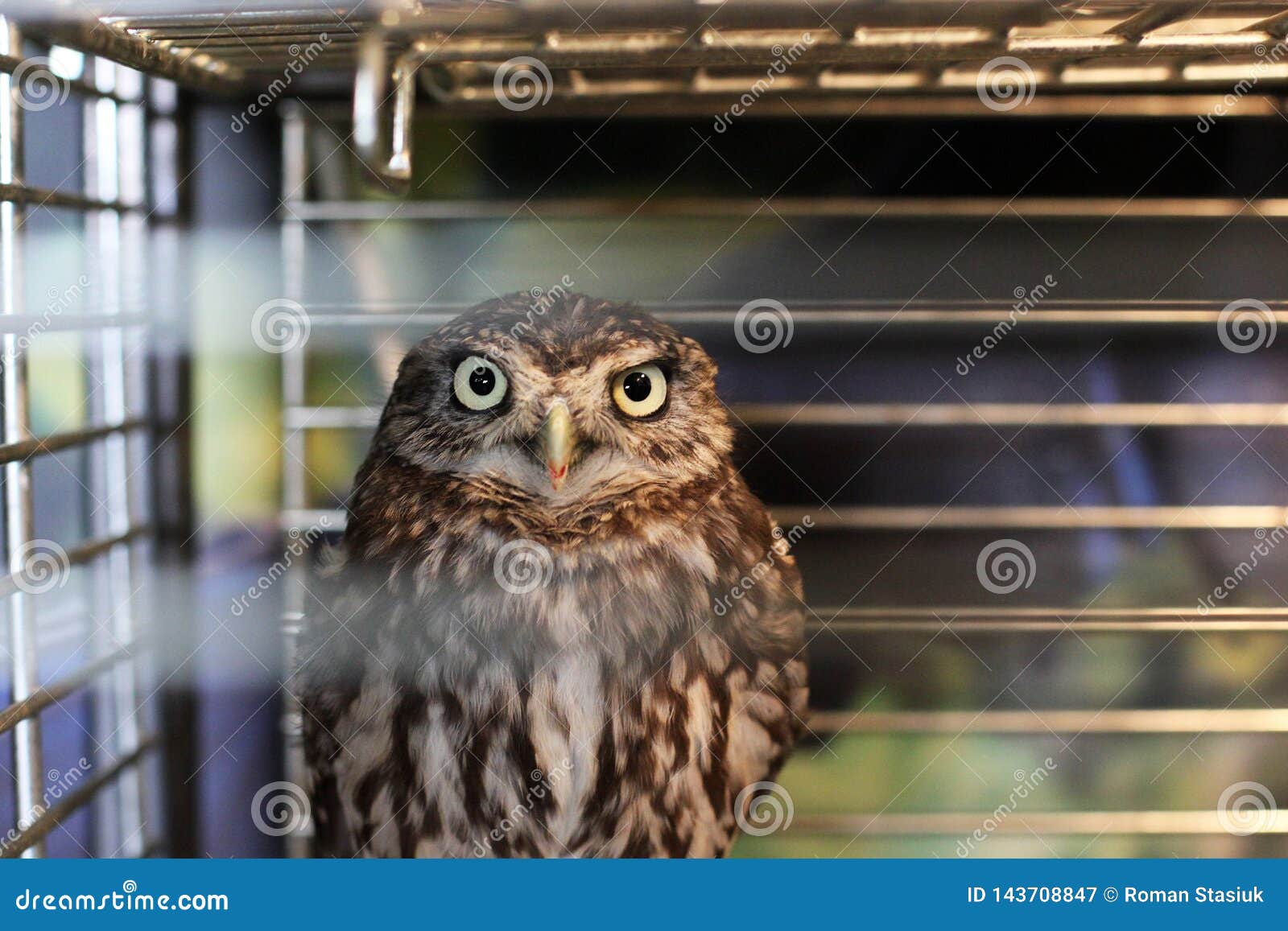 Owl in a cage stock image. Image of cage, feather, design - 143708847