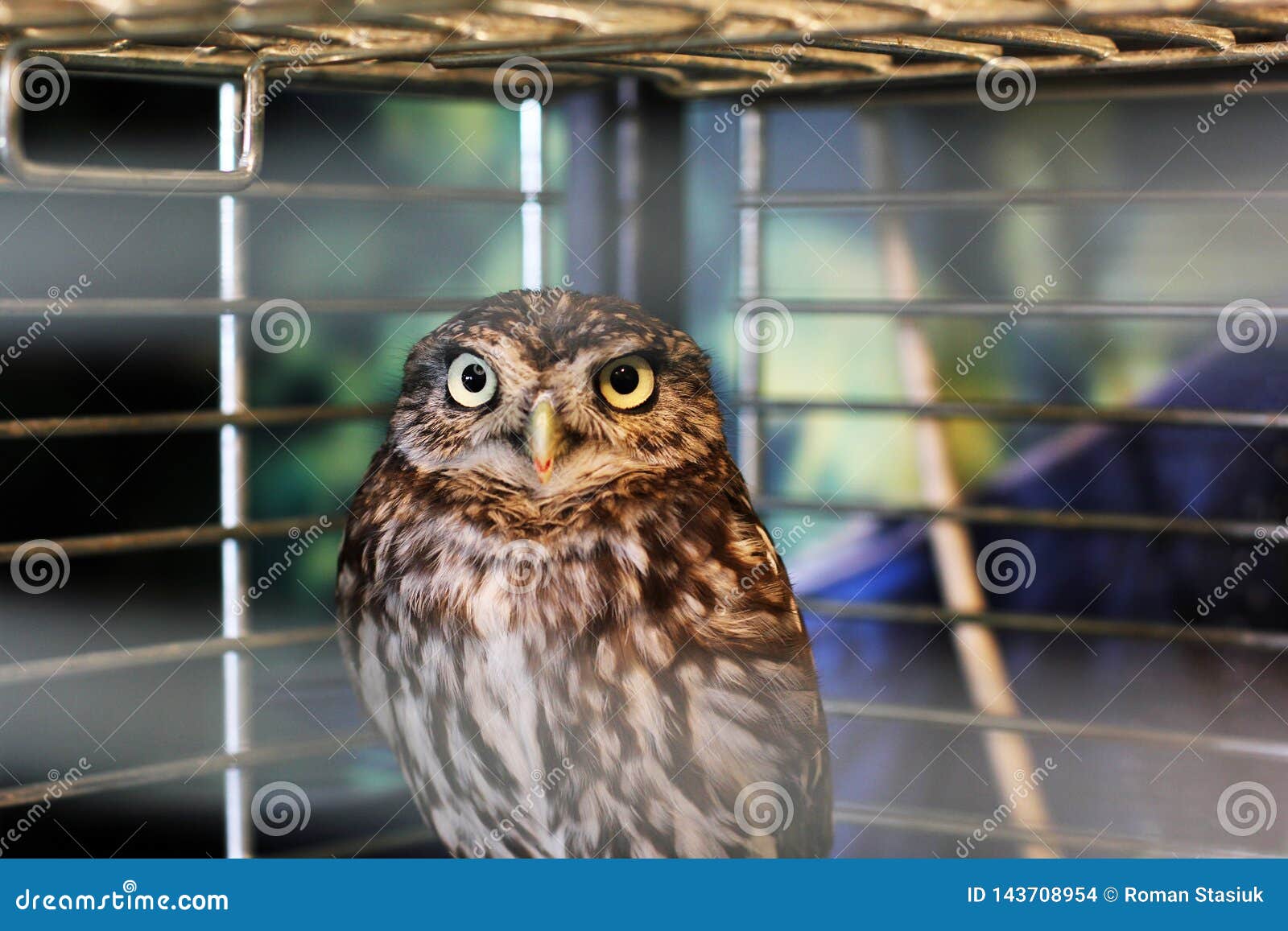 Owl in a cage stock photo. Image of element, ornament - 143708954
