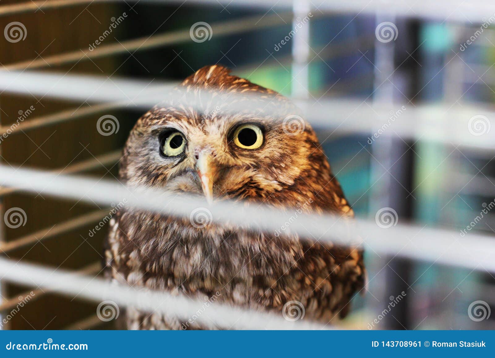 Owl in a cage stock image. Image of modern, cage, animal - 143708961
