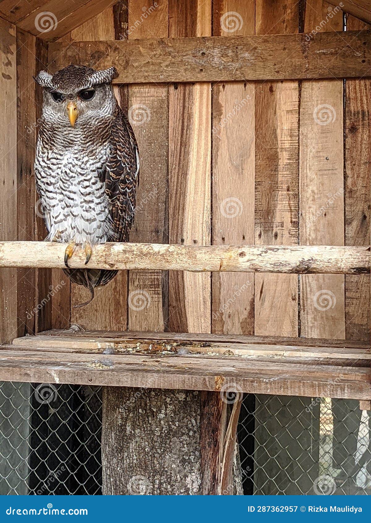 An Owl in the Cage Made of Wood Stock Image - Image of texture, cage ...
