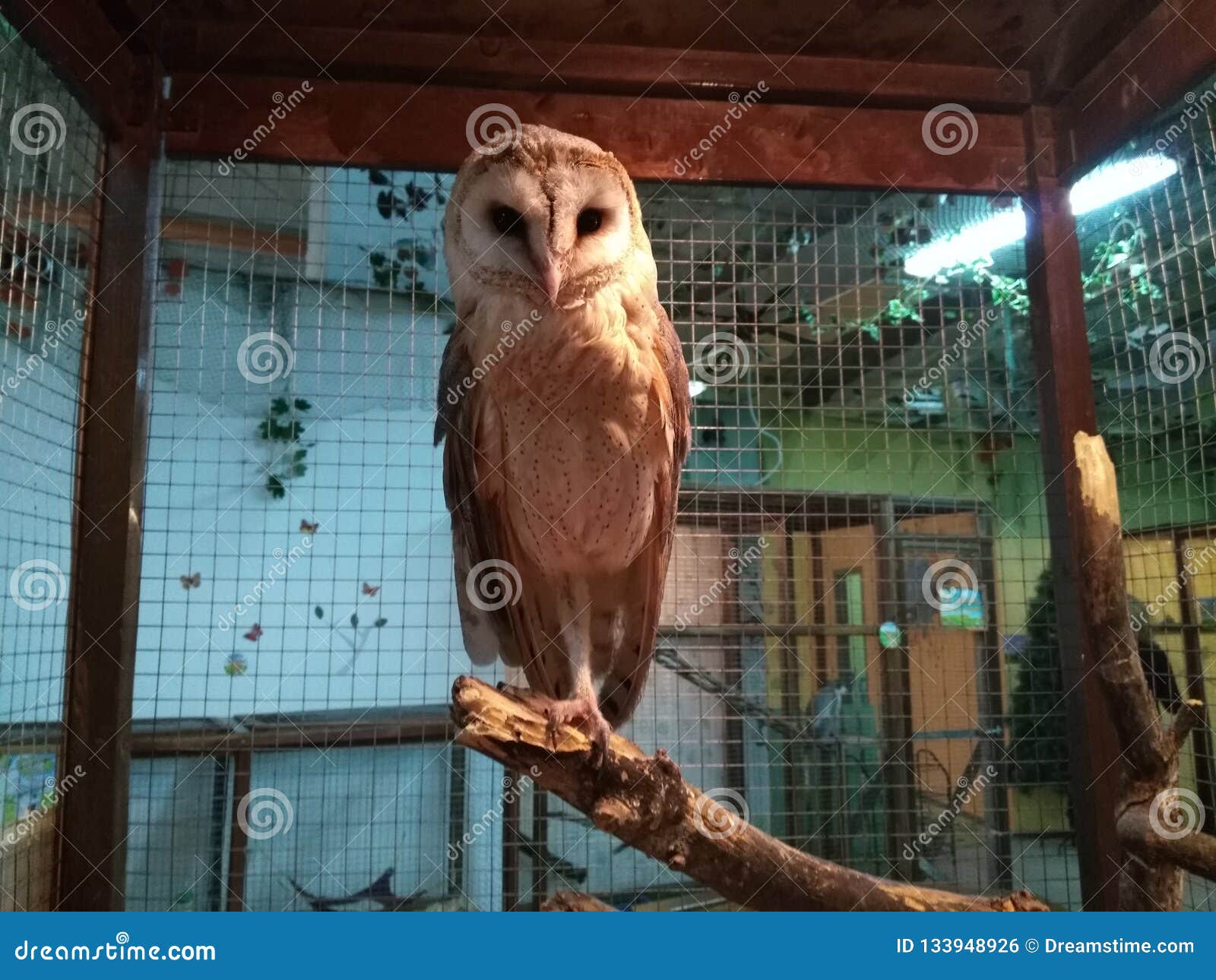 Owl in a cage stock photo. Image of natural, wild, wilderness - 133948926
