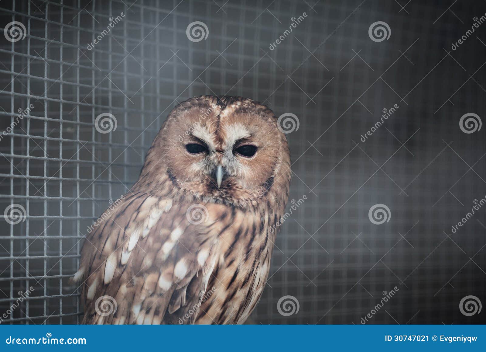 Owl in a cage stock image. Image of coat, cage, prey - 30747021