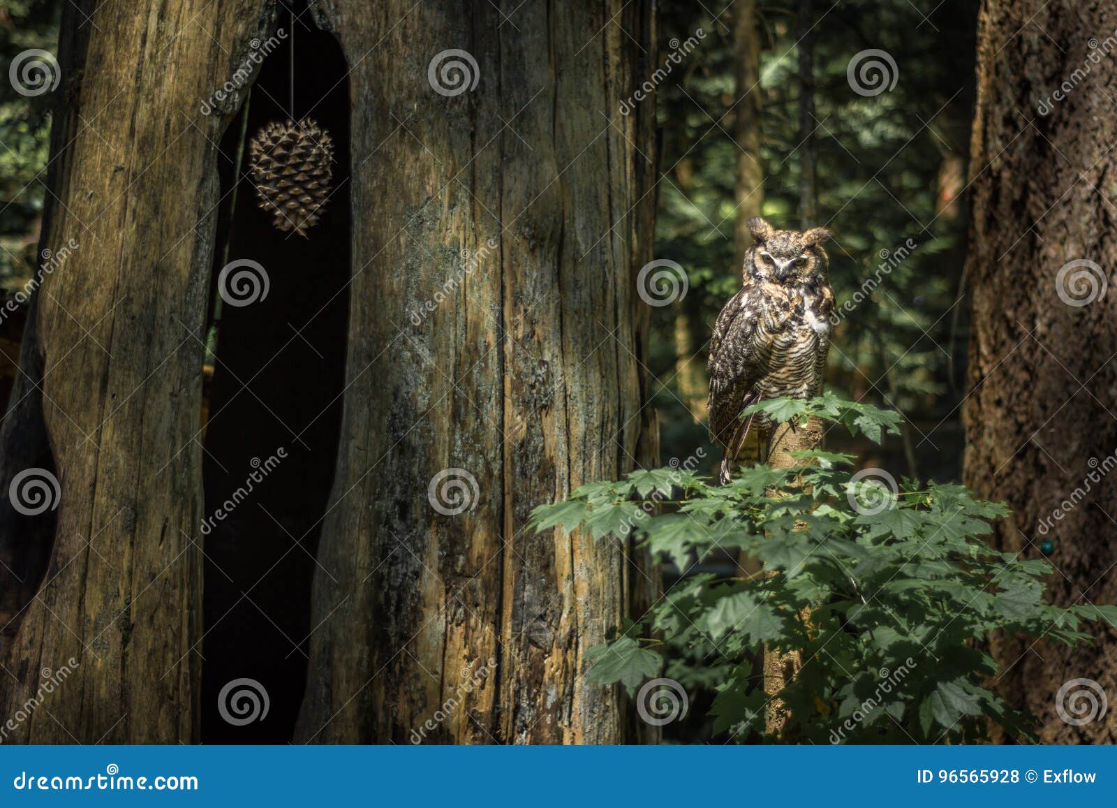 Owl in Canadian rainforest stock photo. Image of canadian - 96565928