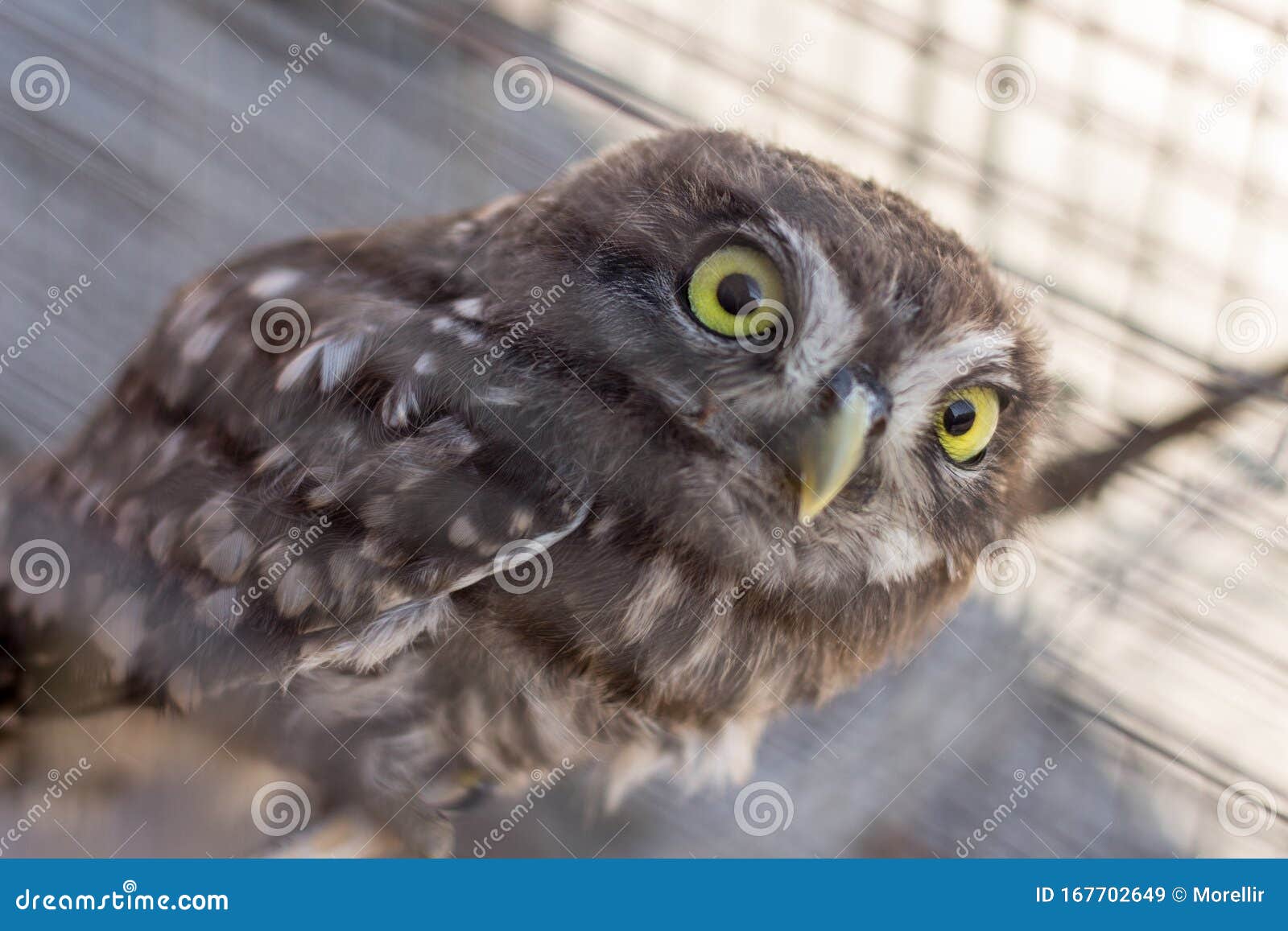 Owl captured and caged stock image. Image of prey, wildlife - 167702649