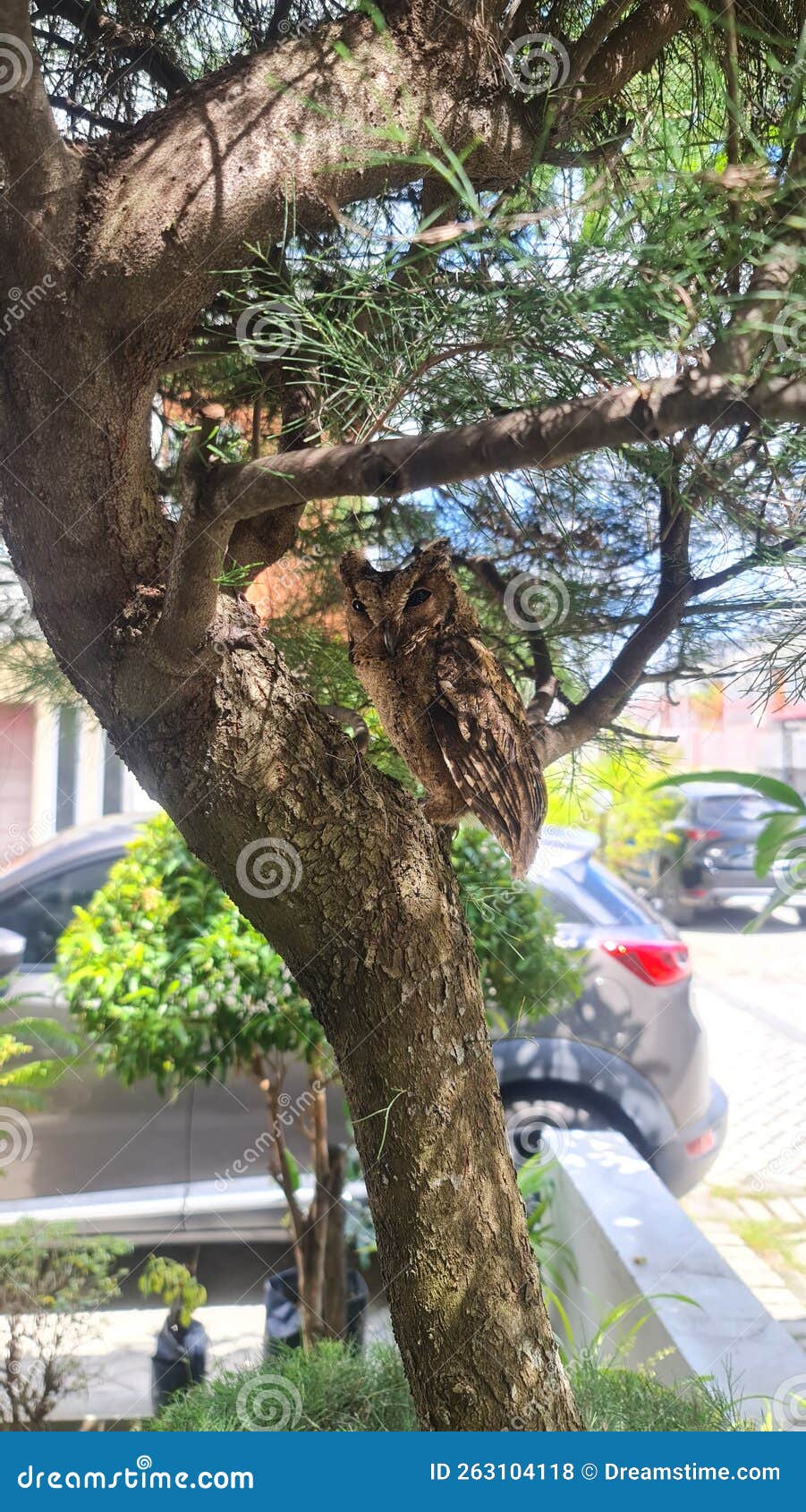 Owl chilling stock photo. Image of daytime, bird, chill - 263104118