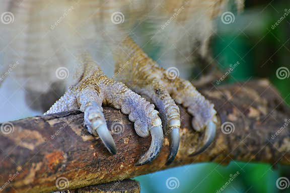 Owl Claw stock photo. Image of wild, wood, bird, predator - 38281952