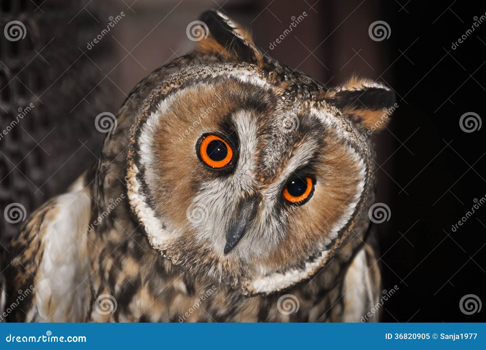 Owl stock image. Image of eagleowl, angry, cross, animal - 36820905