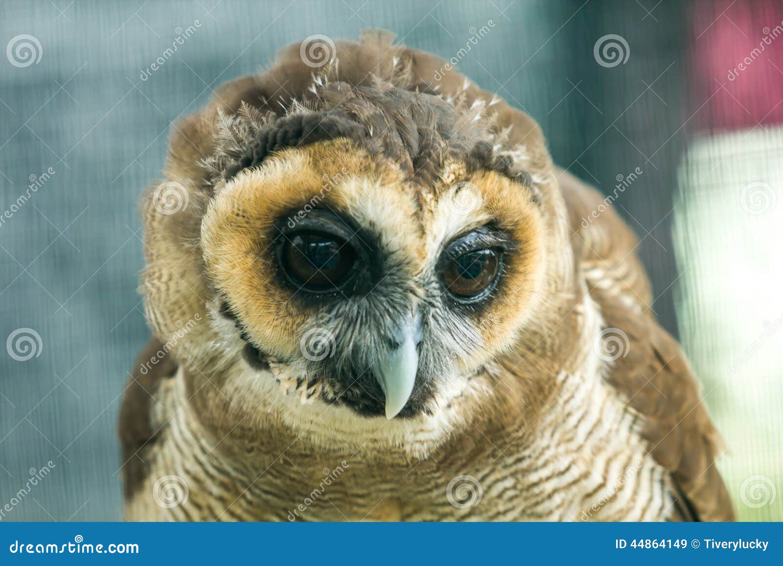 Owl stock image. Image of america, night, wildlife, horned - 44864149
