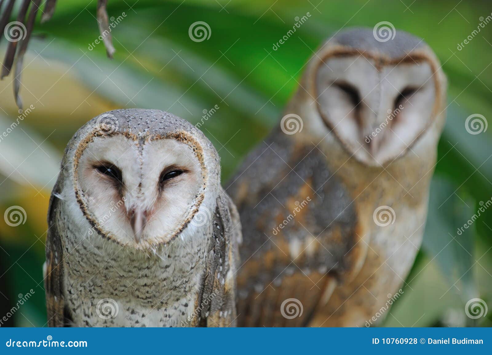 Owl couple stock photo. Image of nature, couple, carnivorous - 10760928