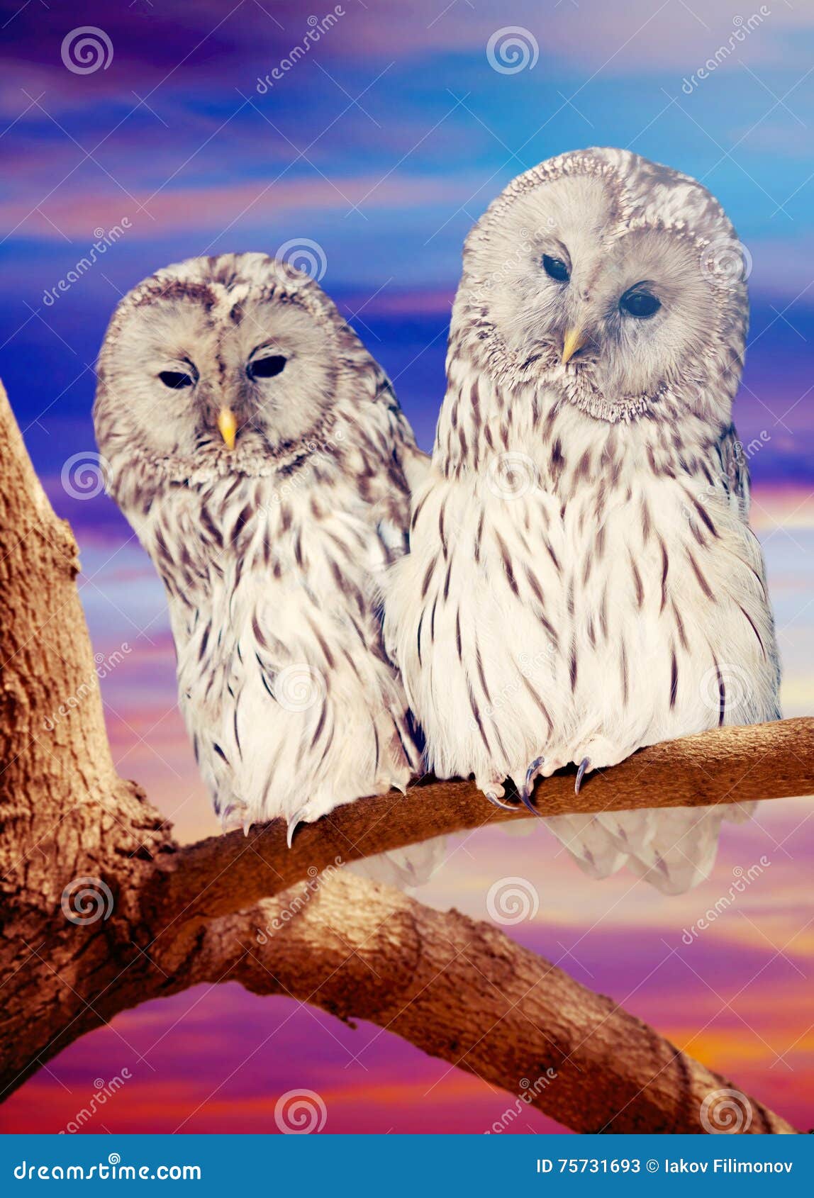 Owl Couple Against Sunset Sky Stock Image - Image of great, bird: 75731693