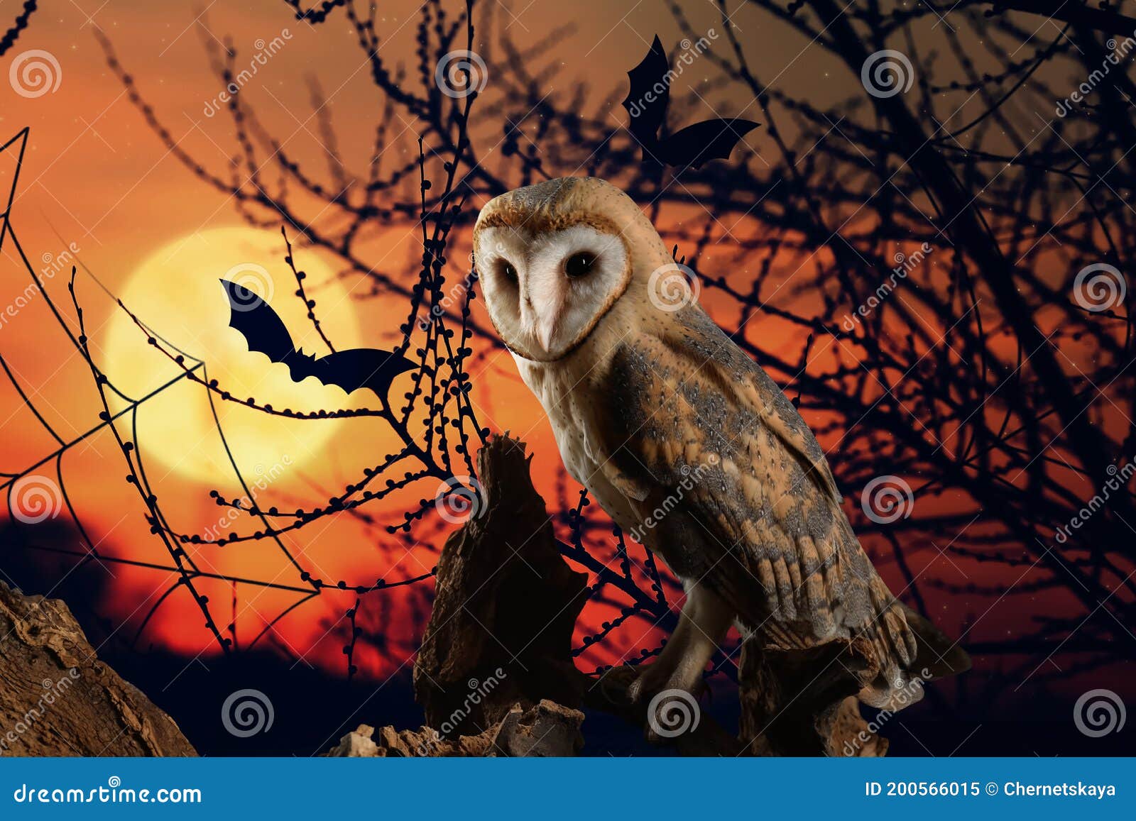 Owl in Creepy Forest with Bats on Full Moon Night Stock Image - Image ...