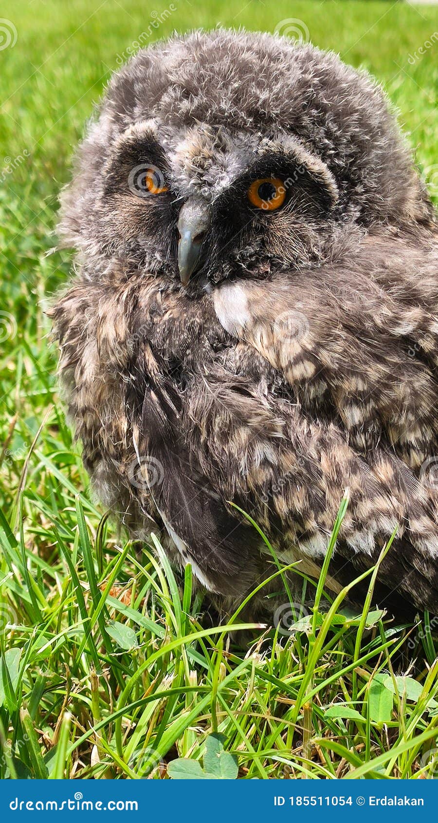 Owl cub stock photo. Image of athene, environment, feathered - 185511054