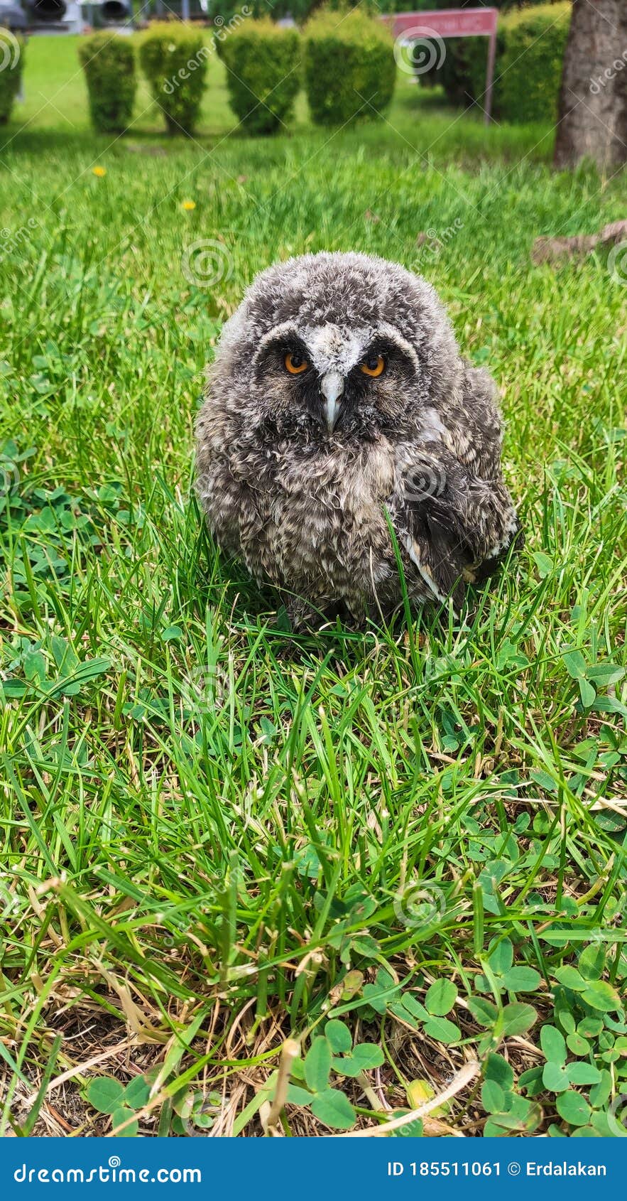 Owl cub stock image. Image of burrowing, bird, endangered - 185511061