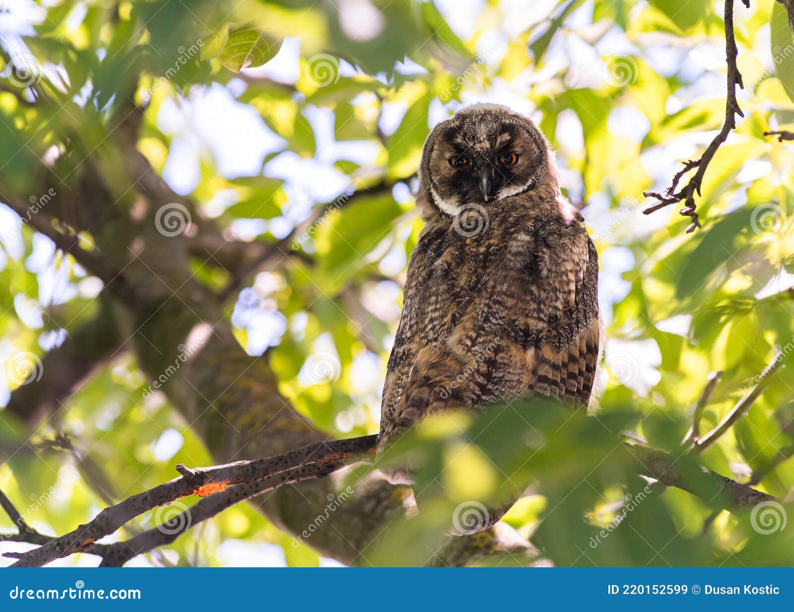 An owl in the dark stock image. Image of eyes, beautiful - 220152599