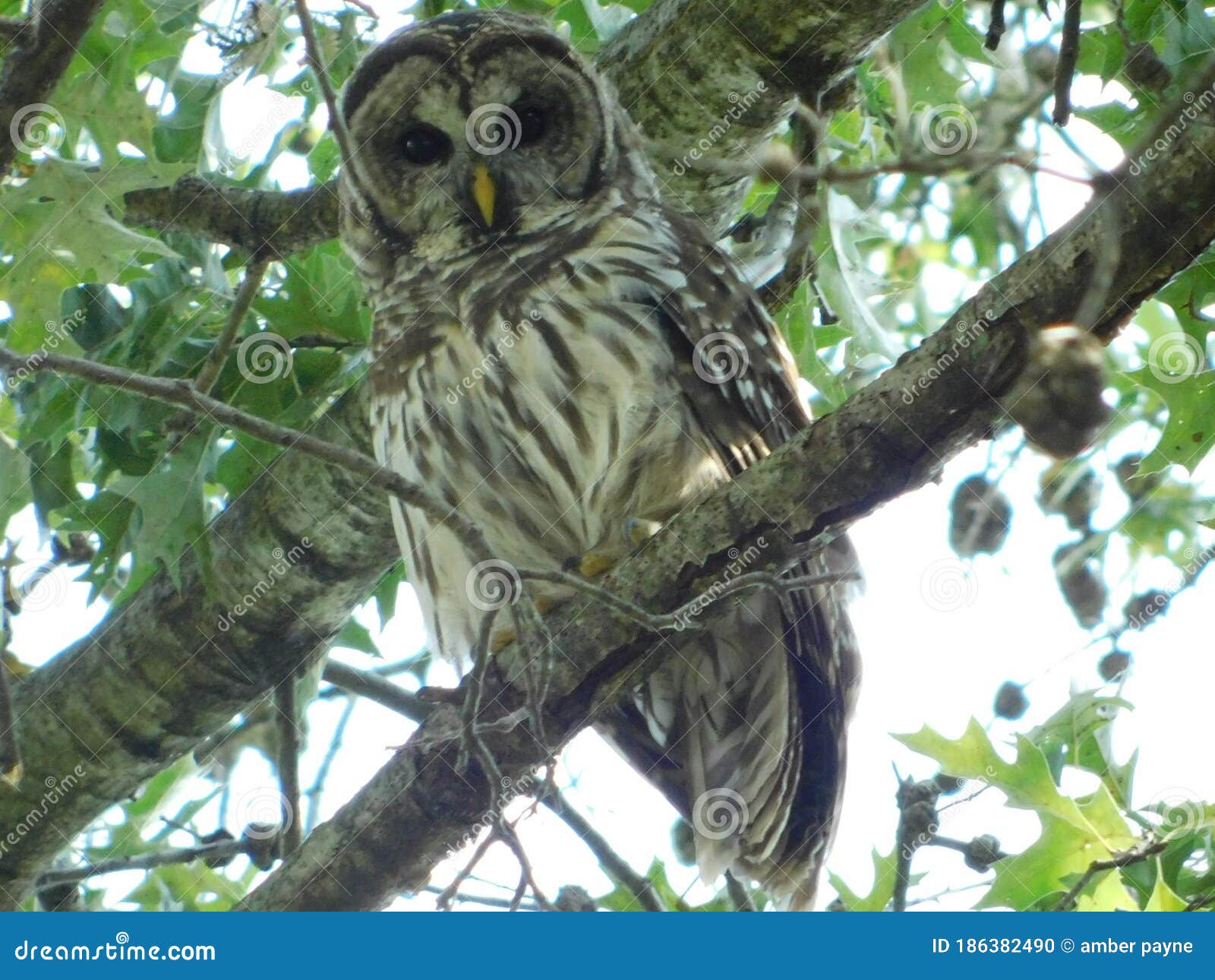 Owl Daytime Beautiful Bright Stock Photo - Image of right, daytime ...