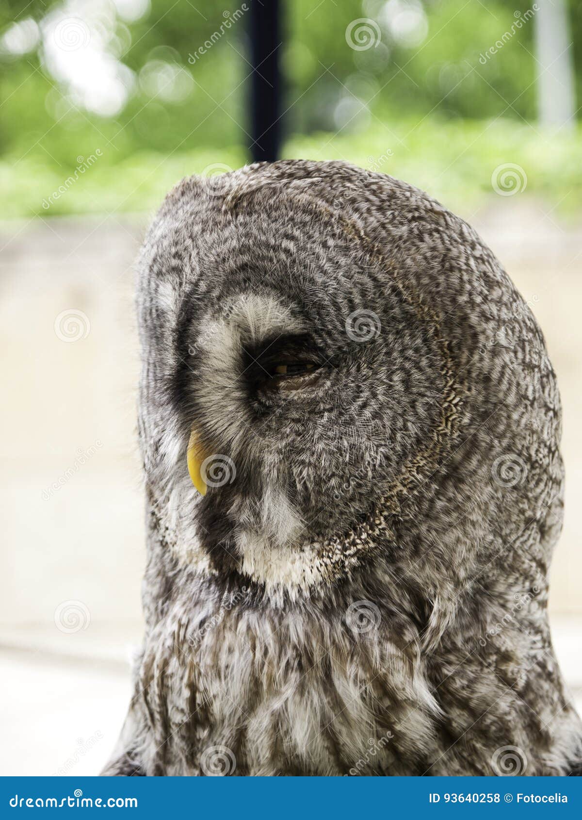 Owl on display stock photo. Image of feathers, daylight - 93640258