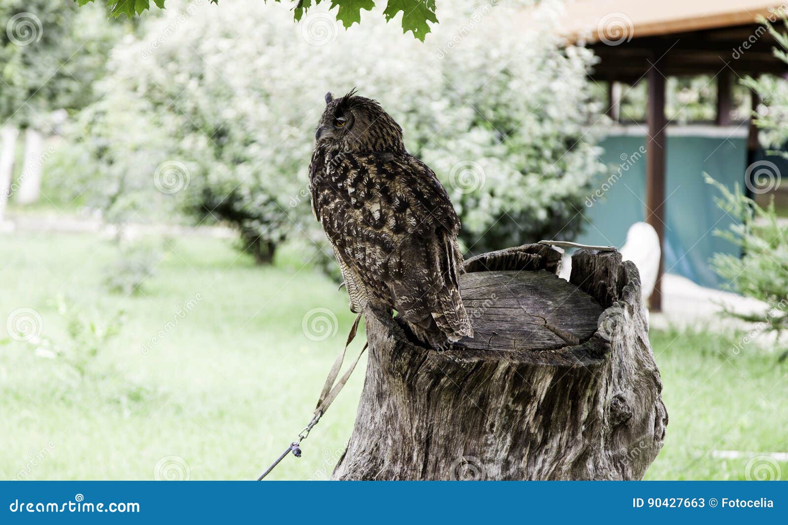 Owl on display stock image. Image of isolated, brown - 90427663